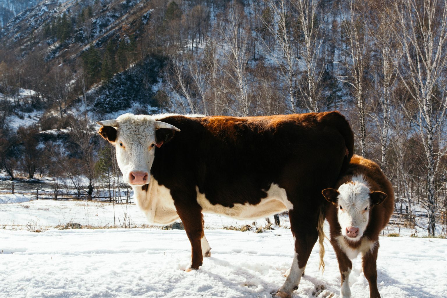 Preventing Cold Stress in Cattle - Countryside